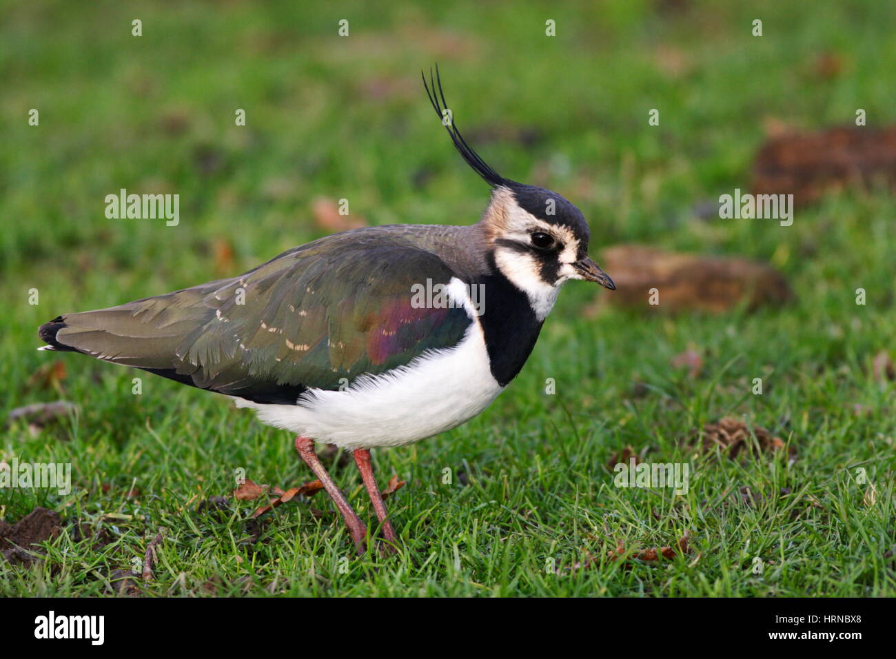 Lapwing with a muddy beak Stock Photo - Alamy