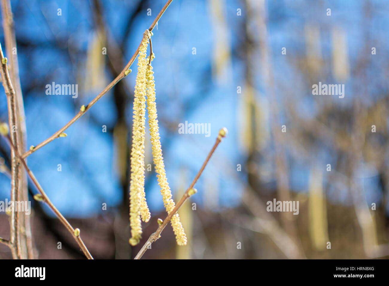 Hazelnut tree farm hi-res stock photography and images - Alamy