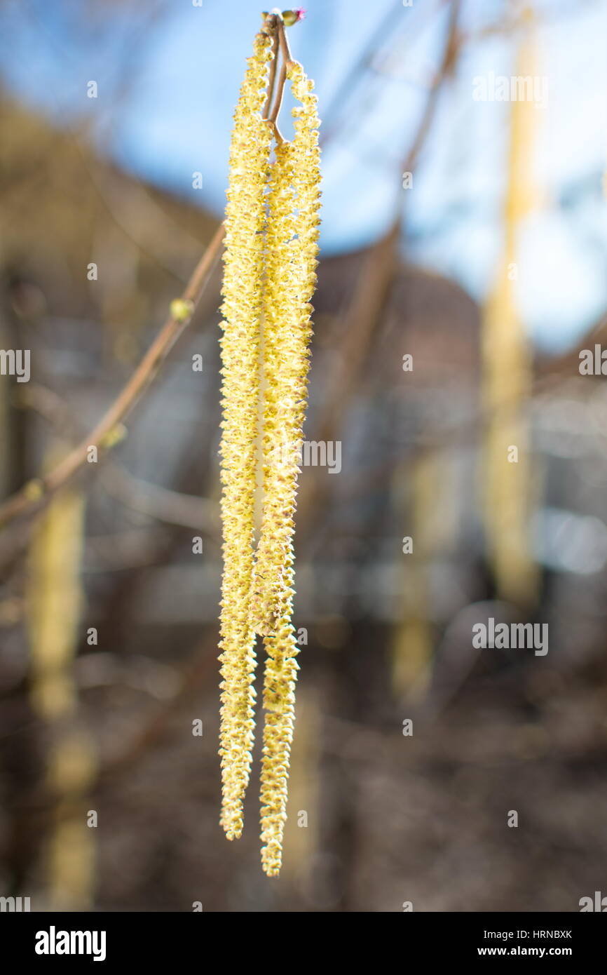 Hazelnut catkins hanging from the tree in the yard Stock Photo - Alamy