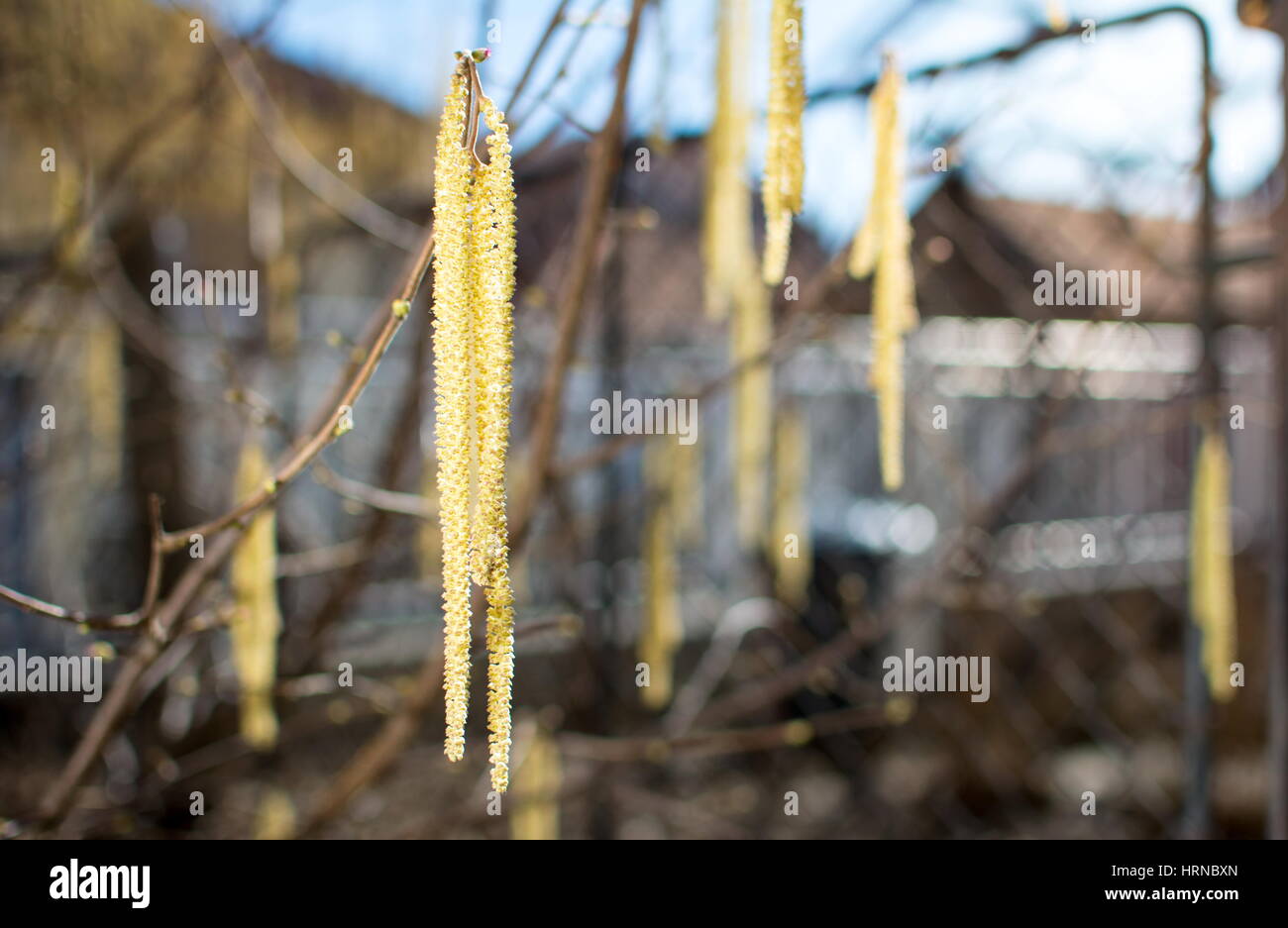 Hazelnut catkins hanging from the tree in the yard Stock Photo - Alamy