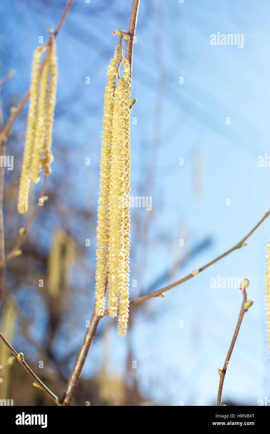 Catkins on hazelnut tree High Resolution Stock Photography and Images ...