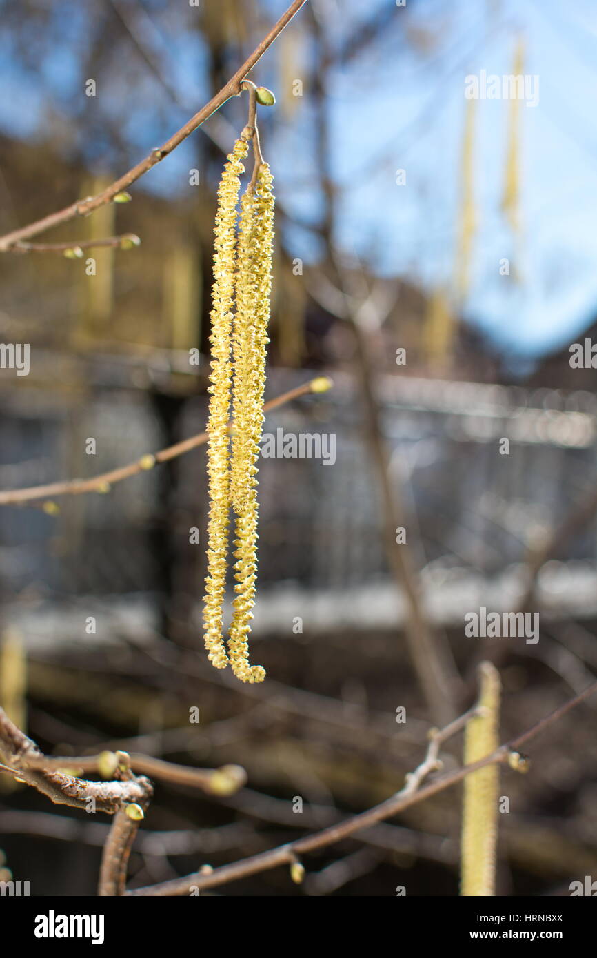 Hazelnut catkins hanging from the tree in the yard Stock Photo - Alamy