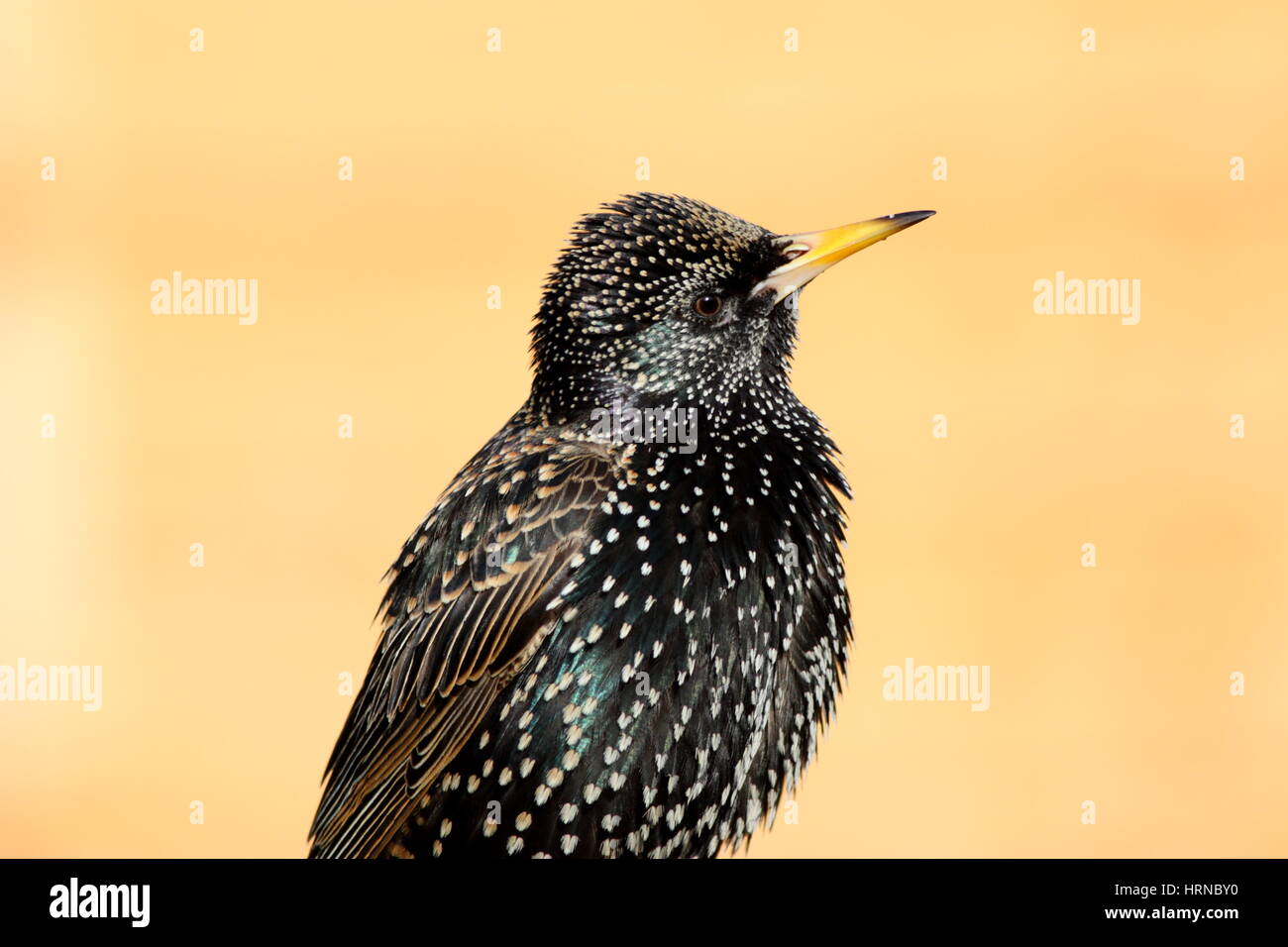 Starling close-up in sunlight Stock Photo - Alamy