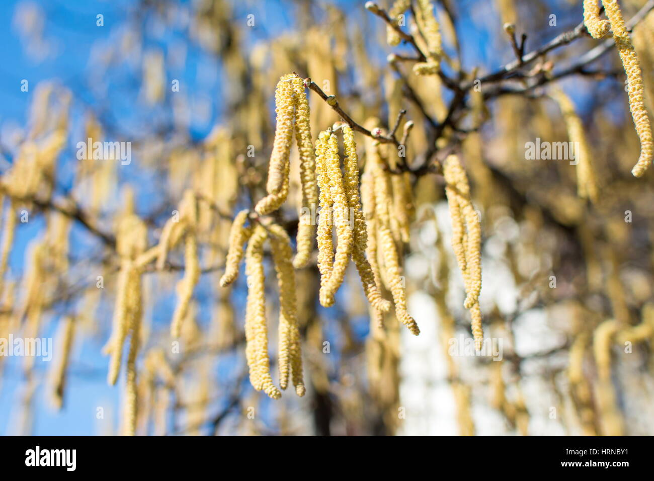 Hazelnut catkins hanging from the tree Stock Photo - Alamy
