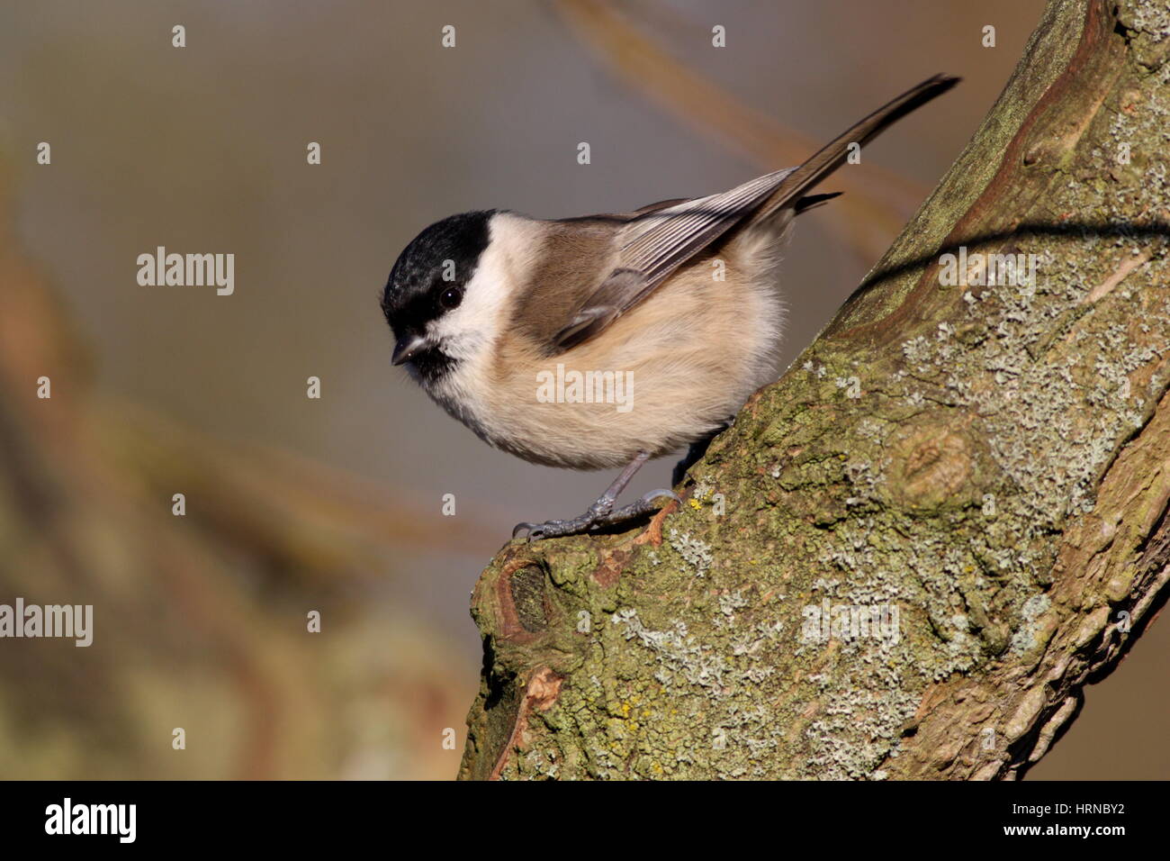 Marsh Tit perched on a tree trunk Stock Photo - Alamy