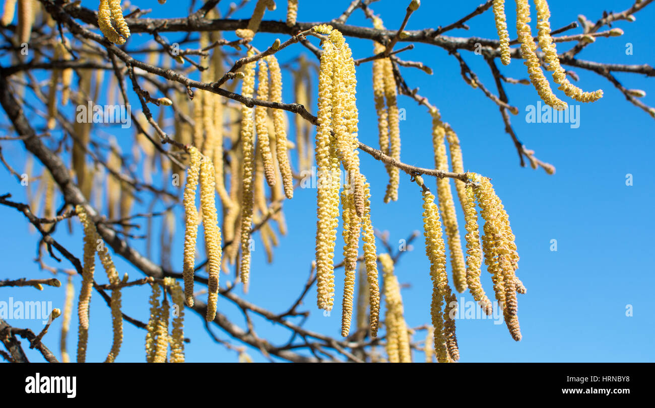 Hazelnut catkins hanging from the tree against blue sky Stock Photo - Alamy