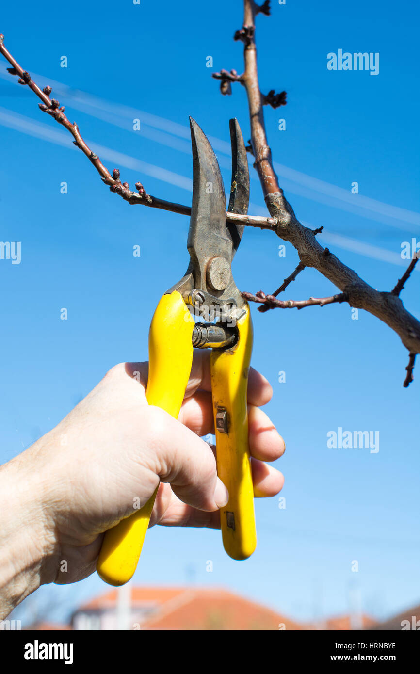 Male hand pruning fruit before the start of spring Stock Photo - Alamy