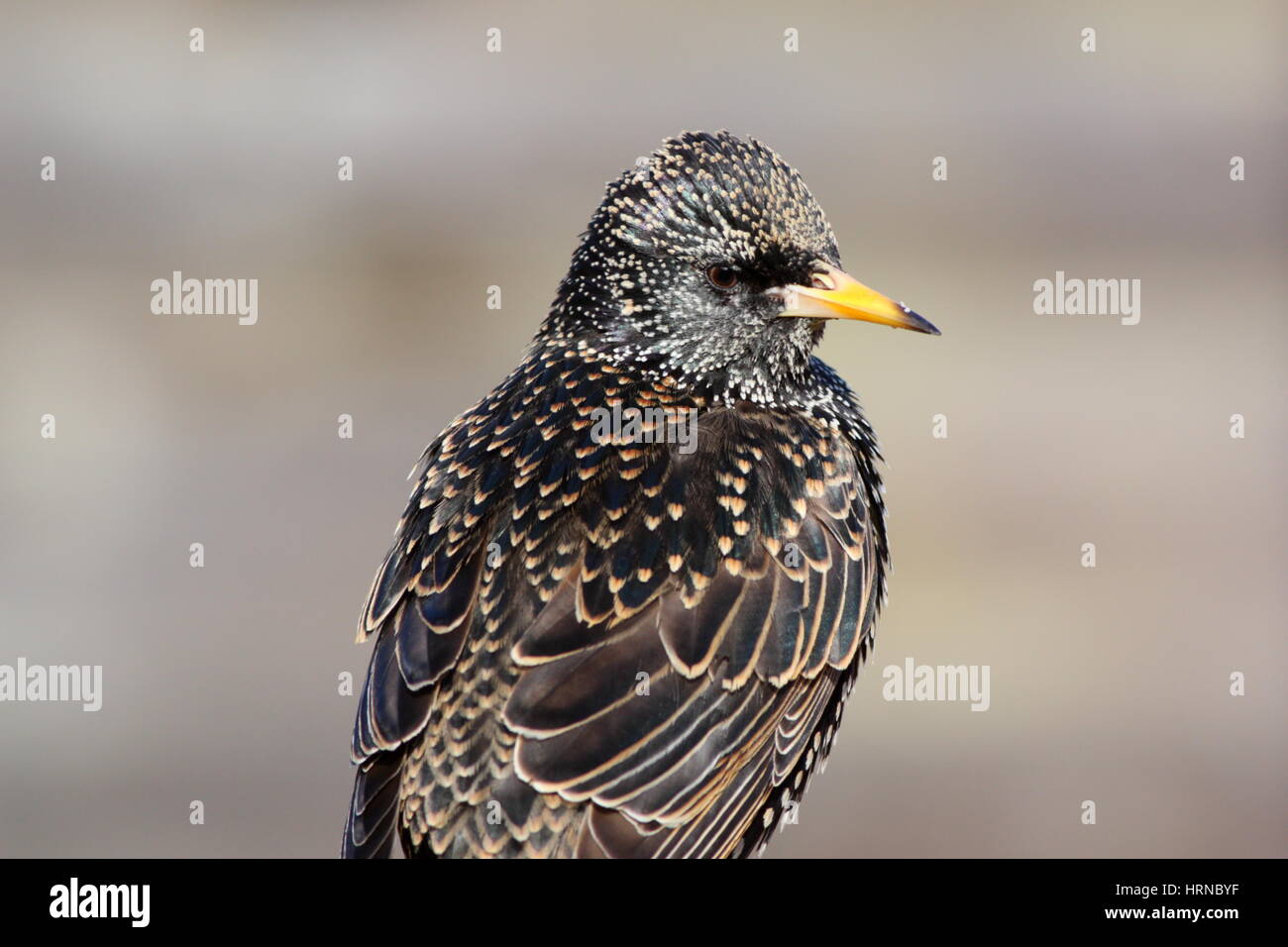 Starling close-up in sunlight Stock Photo - Alamy