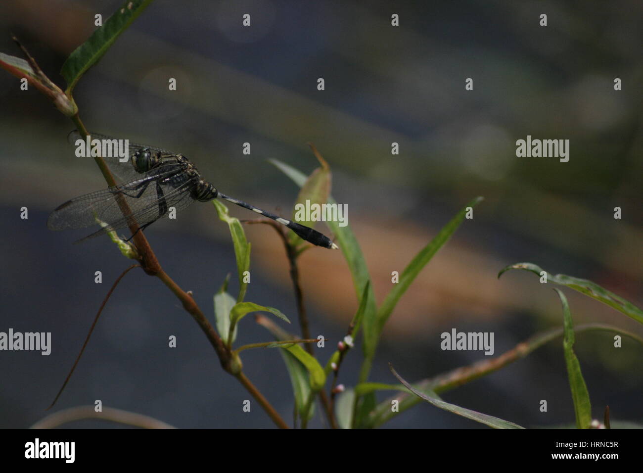 Dragonfly with plant hi-res stock photography and images - Alamy