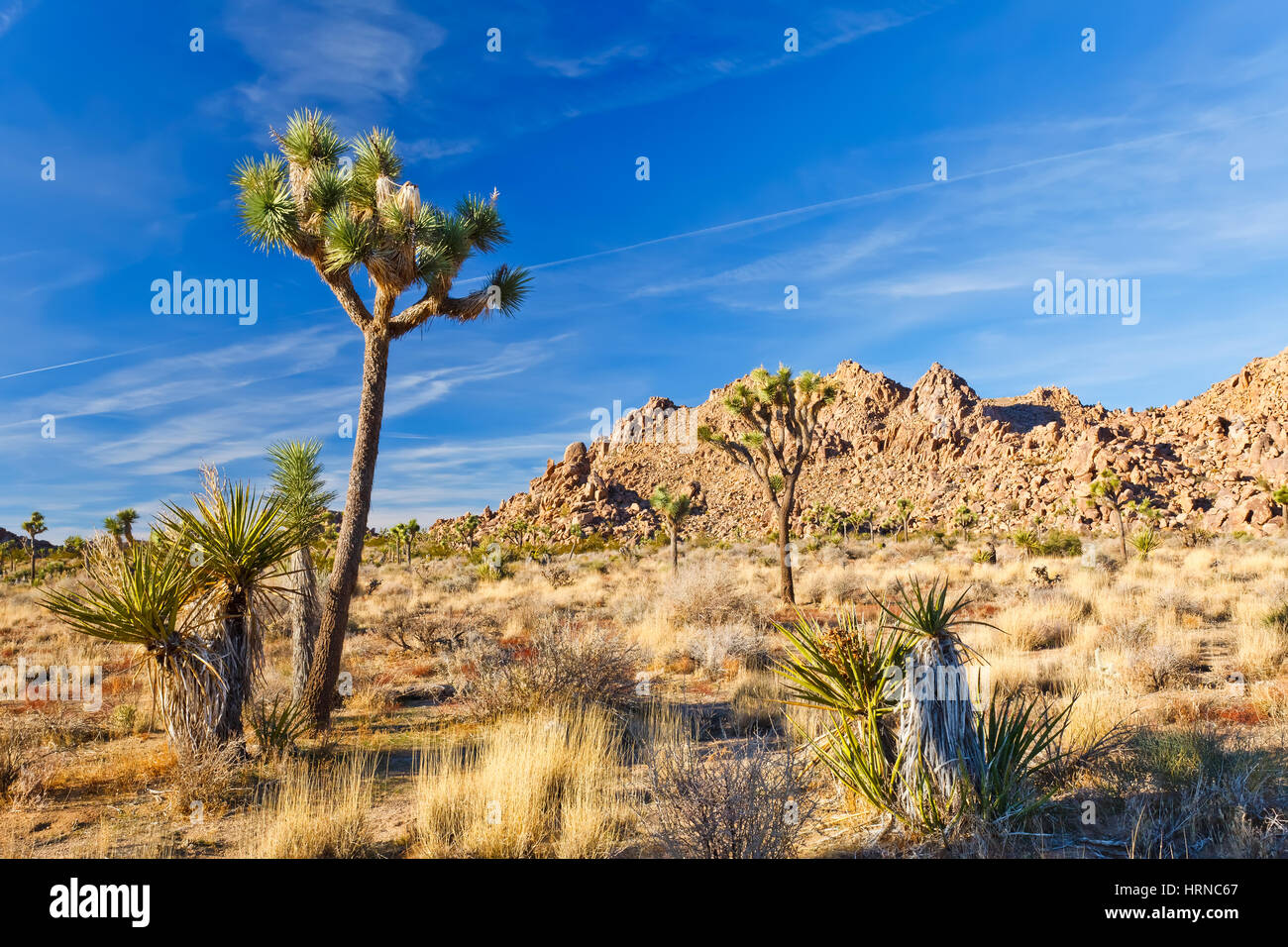 Joshua Tree National Park, Mojave Desert, California Stock Photo - Alamy