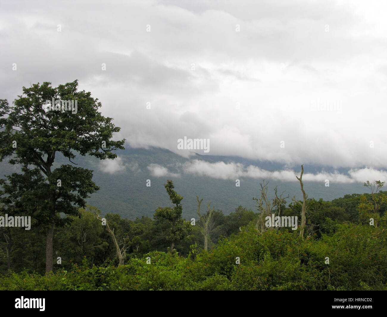 Scenic beauty of Bandiput National Reserve Forest with Neelagiri ...