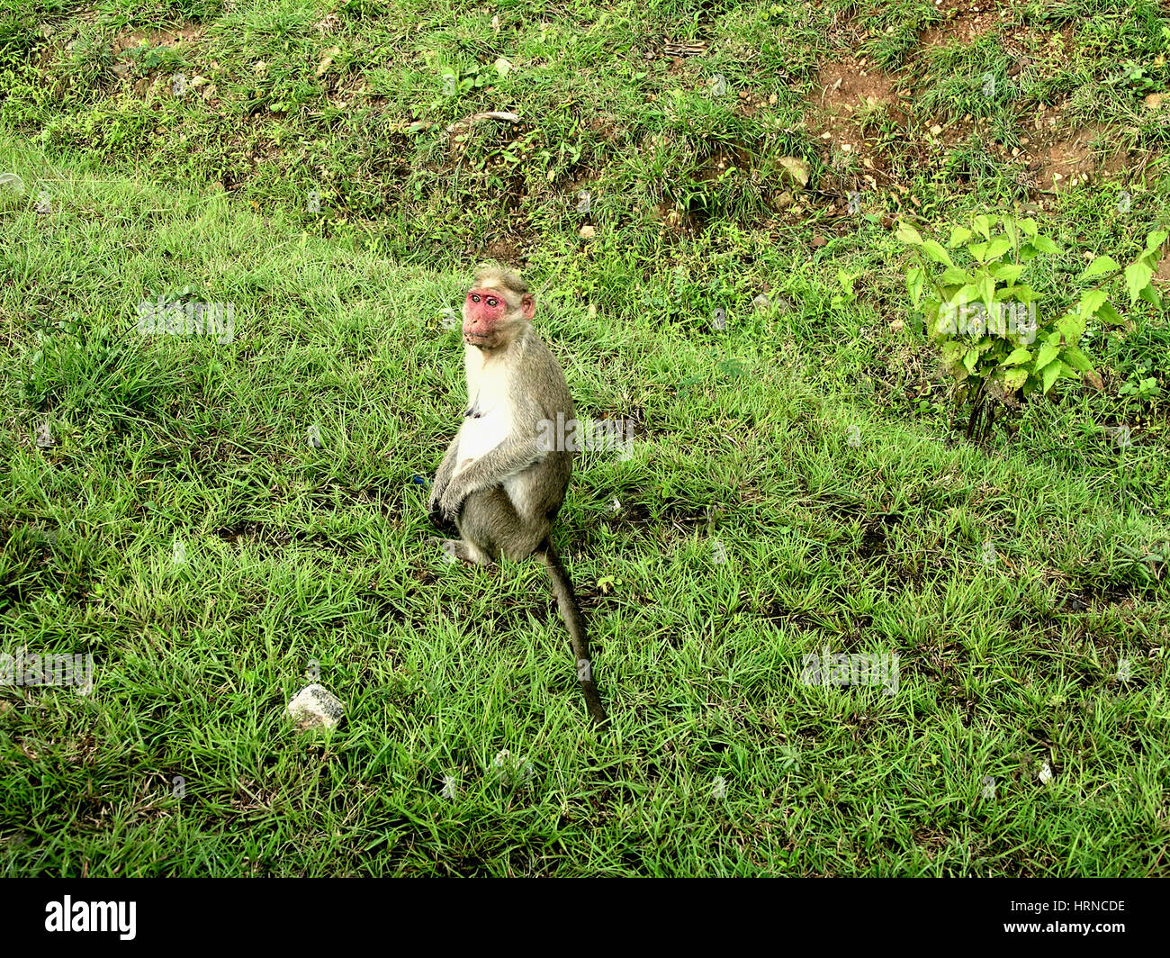Black faced indian monkey hi-res stock photography and images - Alamy