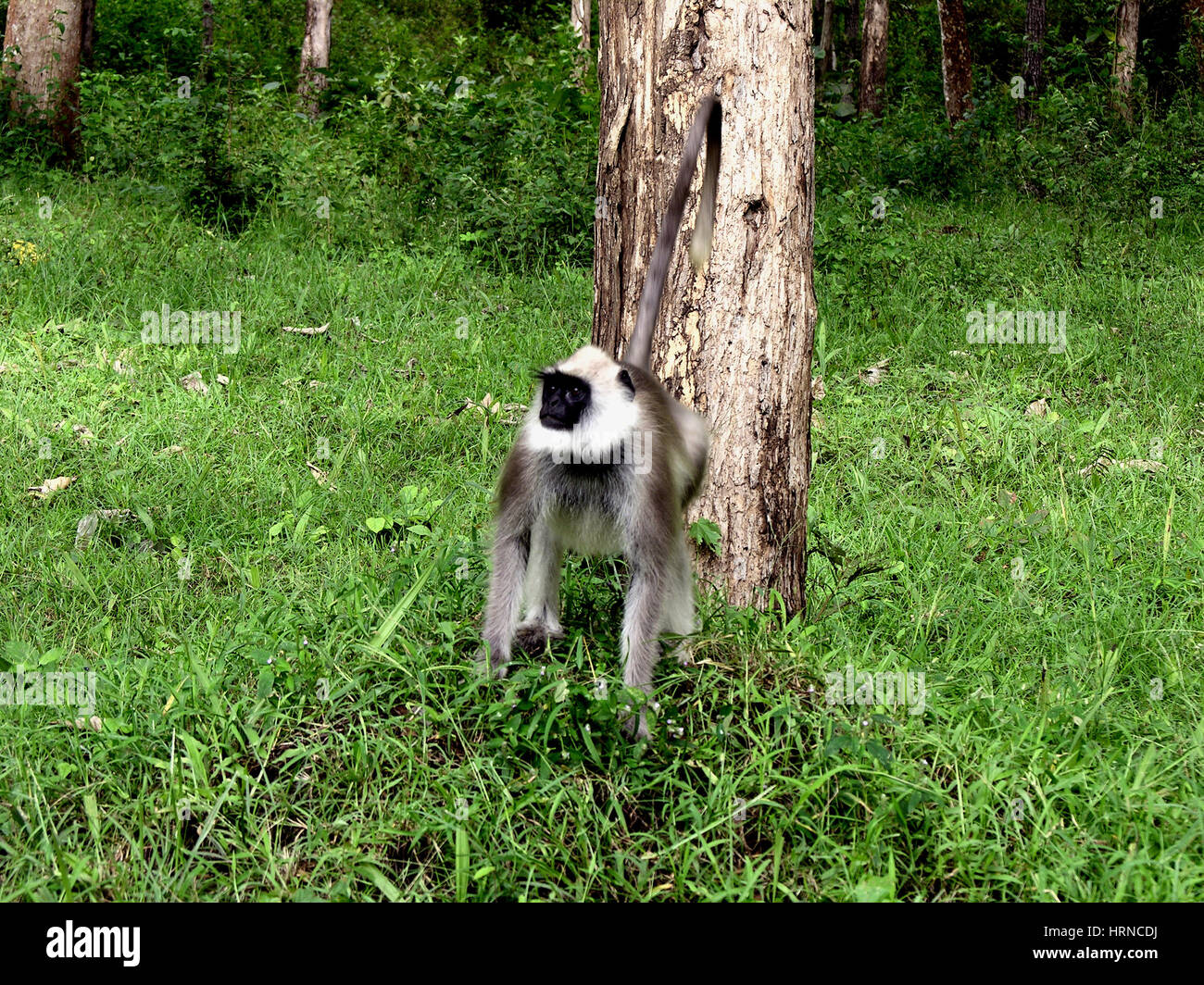 Black-faced monkey (aka Indian Langur or Gray Langur) (Semnopithecus ...