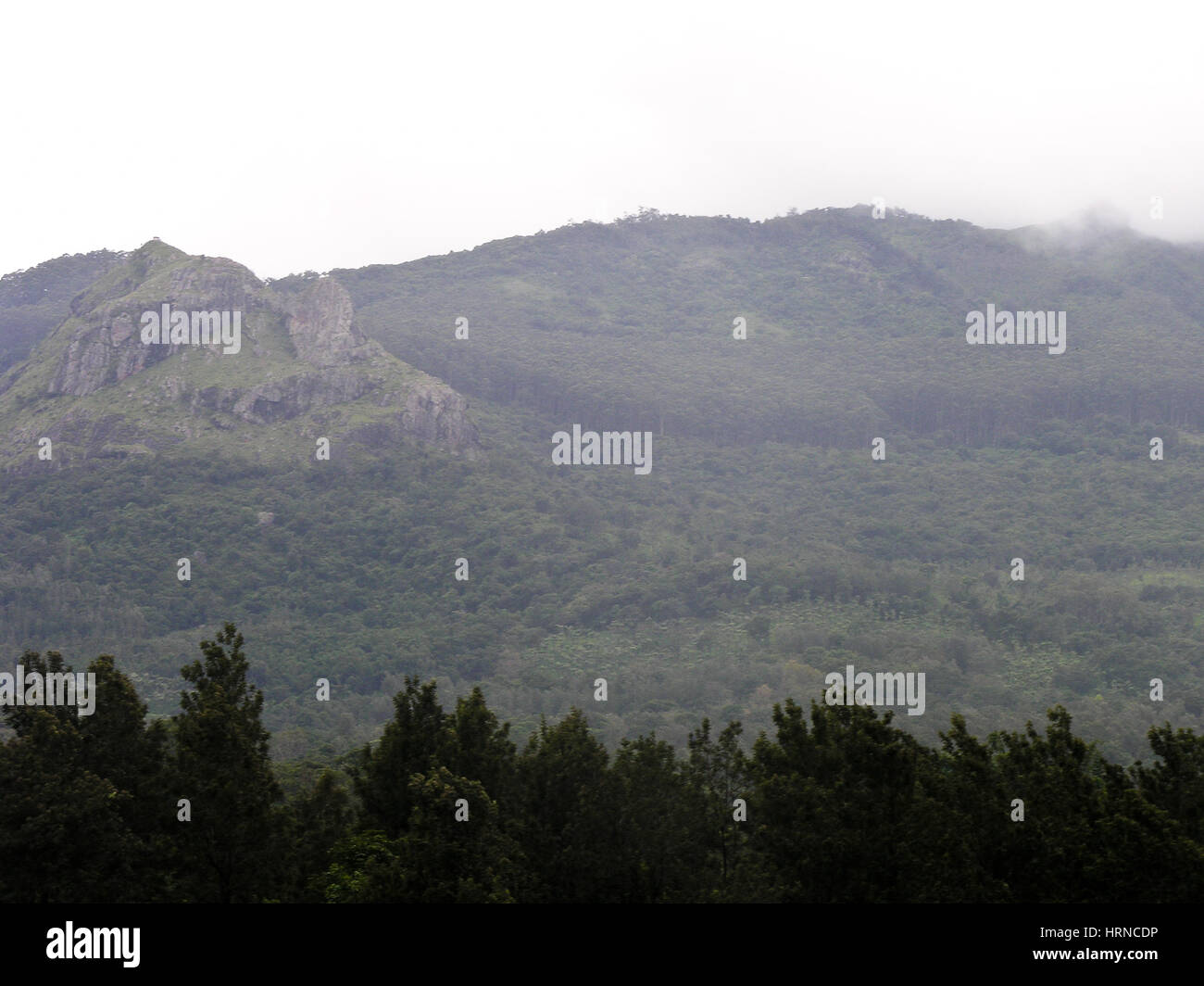 Neelagiri forest hi-res stock photography and images - Alamy