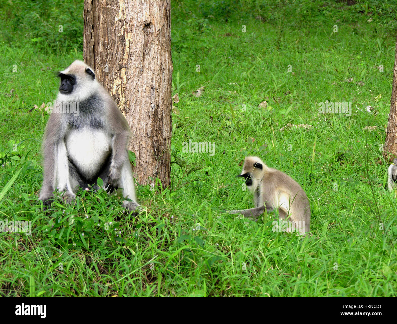 Black-faced monkey (aka Indian Langur or Gray Langur) (Semnopithecus ...