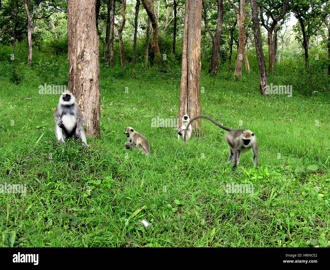 Black-faced monkey (aka Indian Langur or Gray Langur) (Semnopithecus ...
