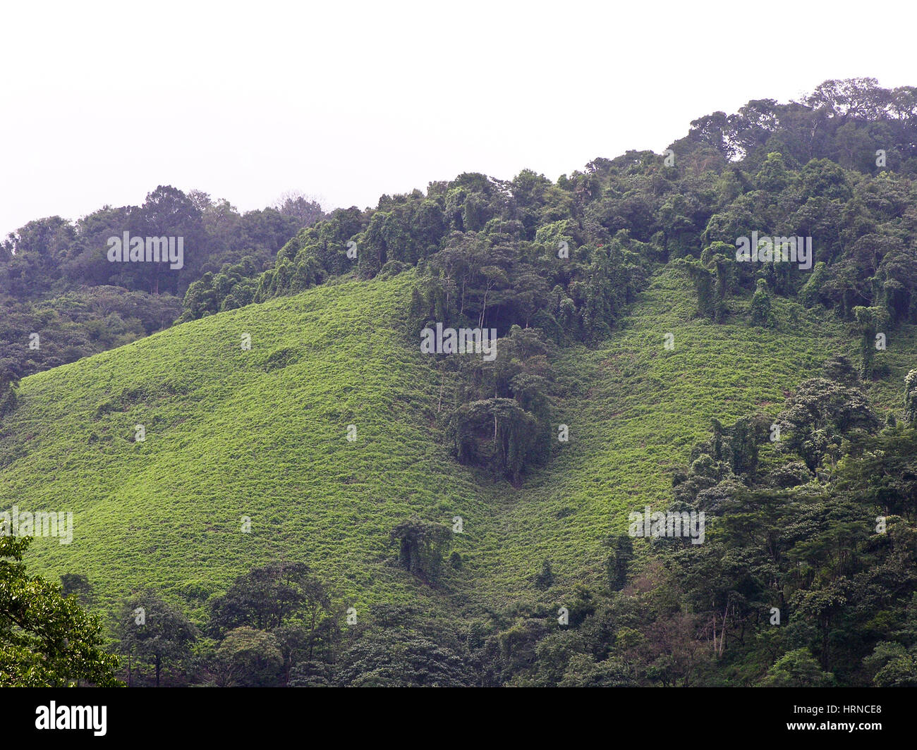 Scenic beauty of Bandiput National Reserve Forest with Neelagiri ...