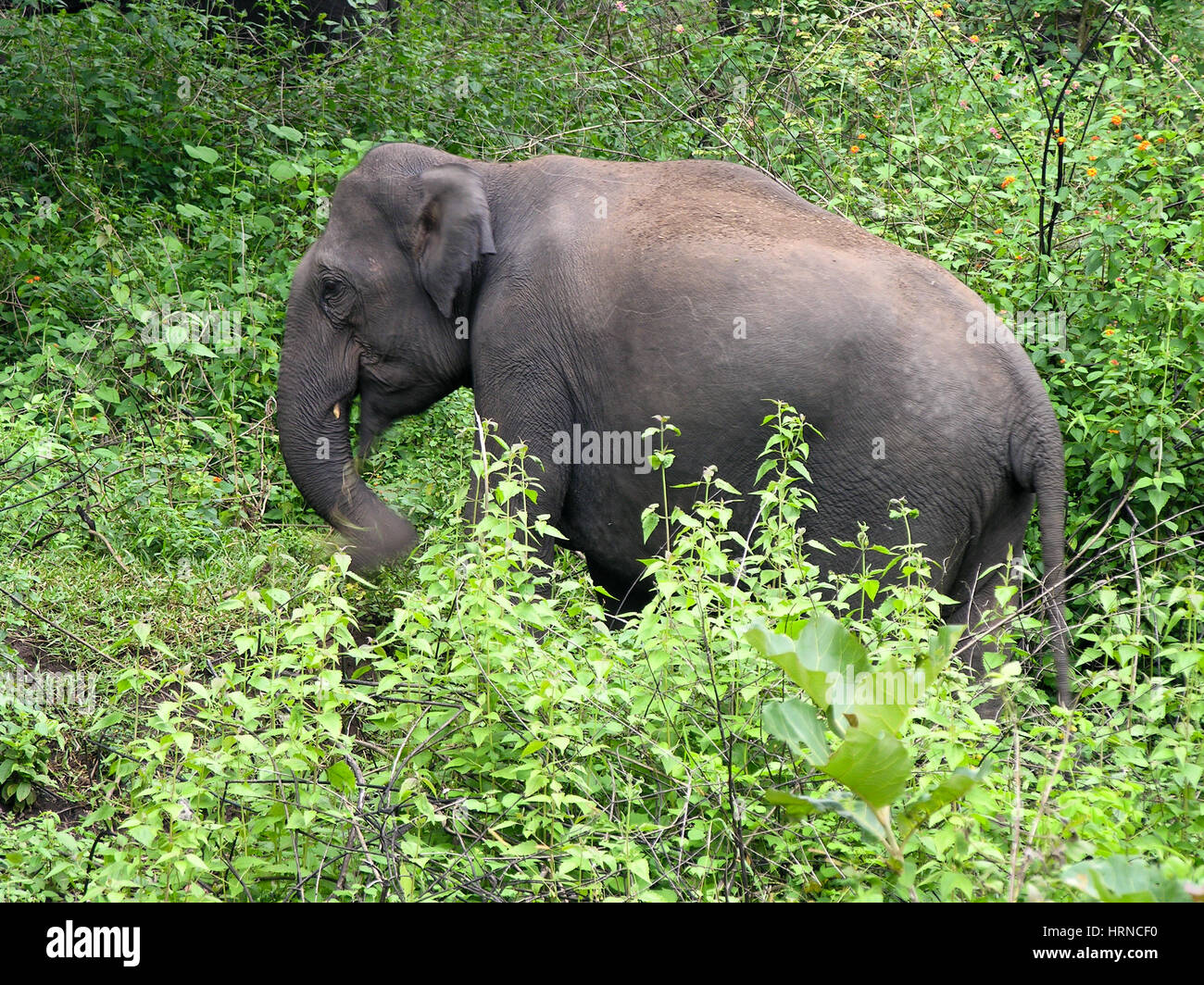Indian Elephant in Bhandipur Reserve Forest Stock Photo - Alamy
