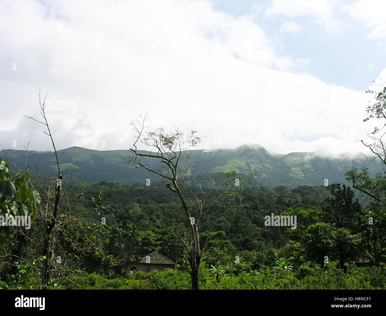 Neelagiri Forest High Resolution Stock Photography and Images - Alamy