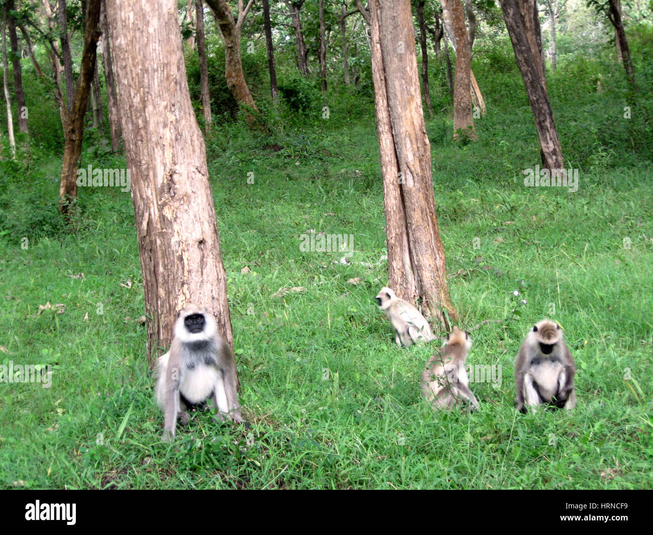 Black-faced monkey (aka Indian Langur or Gray Langur) (Semnopithecus ...
