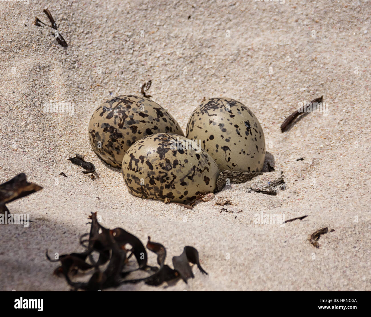 Three African Black Oystercatcher eggs in a shallow scrape on a beach ...