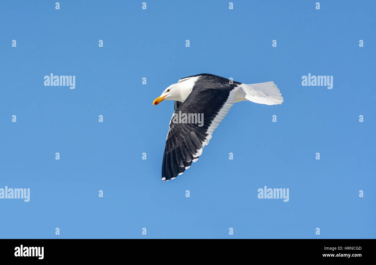 A Cape Gull in flight over Southern African ocean Stock Photo - Alamy