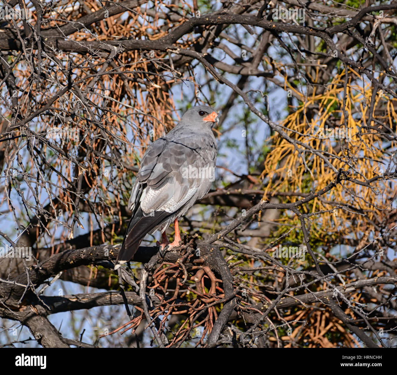 Portrait Of African Goshawk Bird Stock Photos & Portrait Of African ...