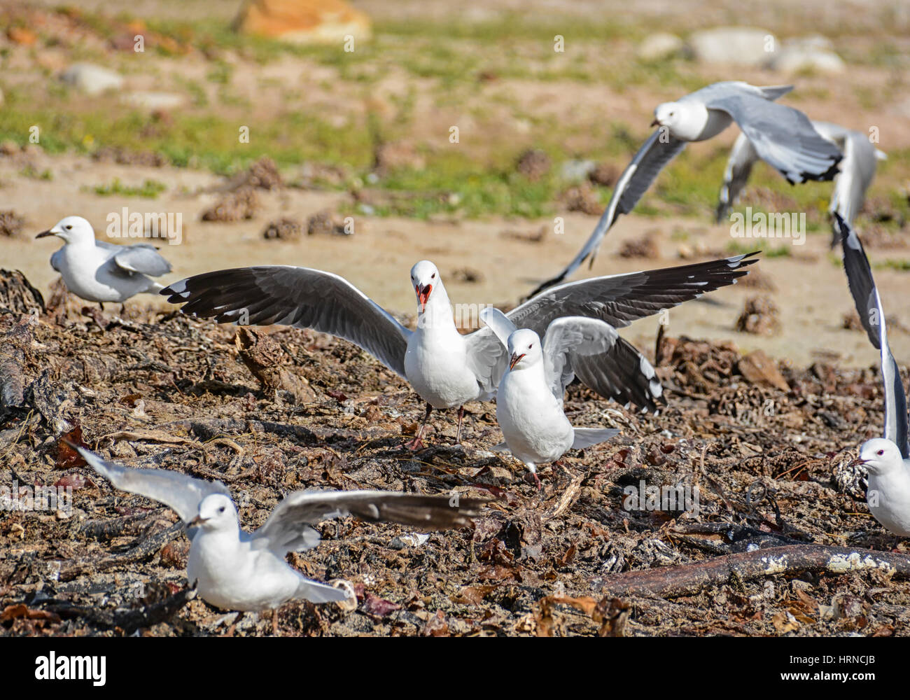 Black backed african gull hi-res stock photography and images - Alamy