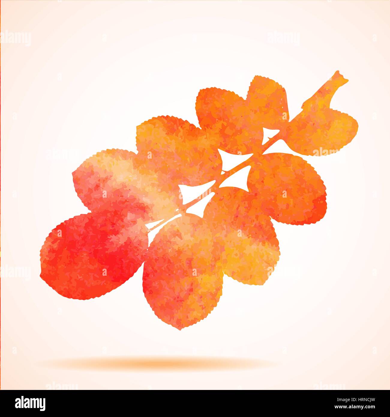 Orange yellow rose in Stock Vector Images - Alamy