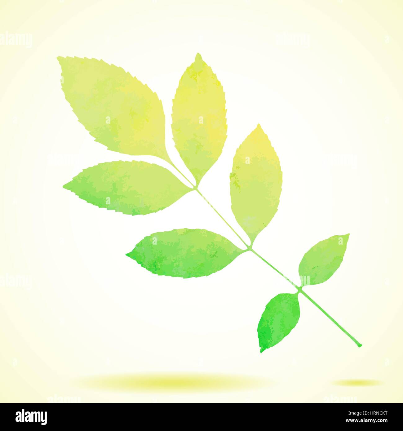 Green watercolor painted vector ash tree leaf Stock Vector Image & Art ...