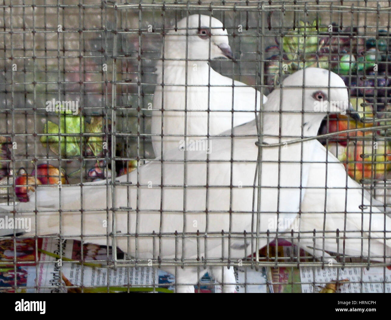 Caged white doves Stock Photo - Alamy