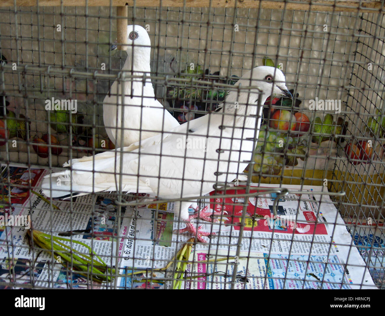 Caged white doves Stock Photo - Alamy