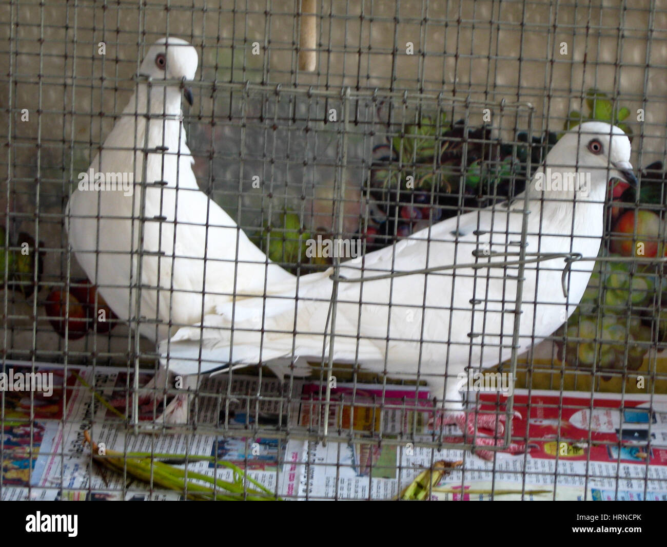 Caged white doves Stock Photo - Alamy