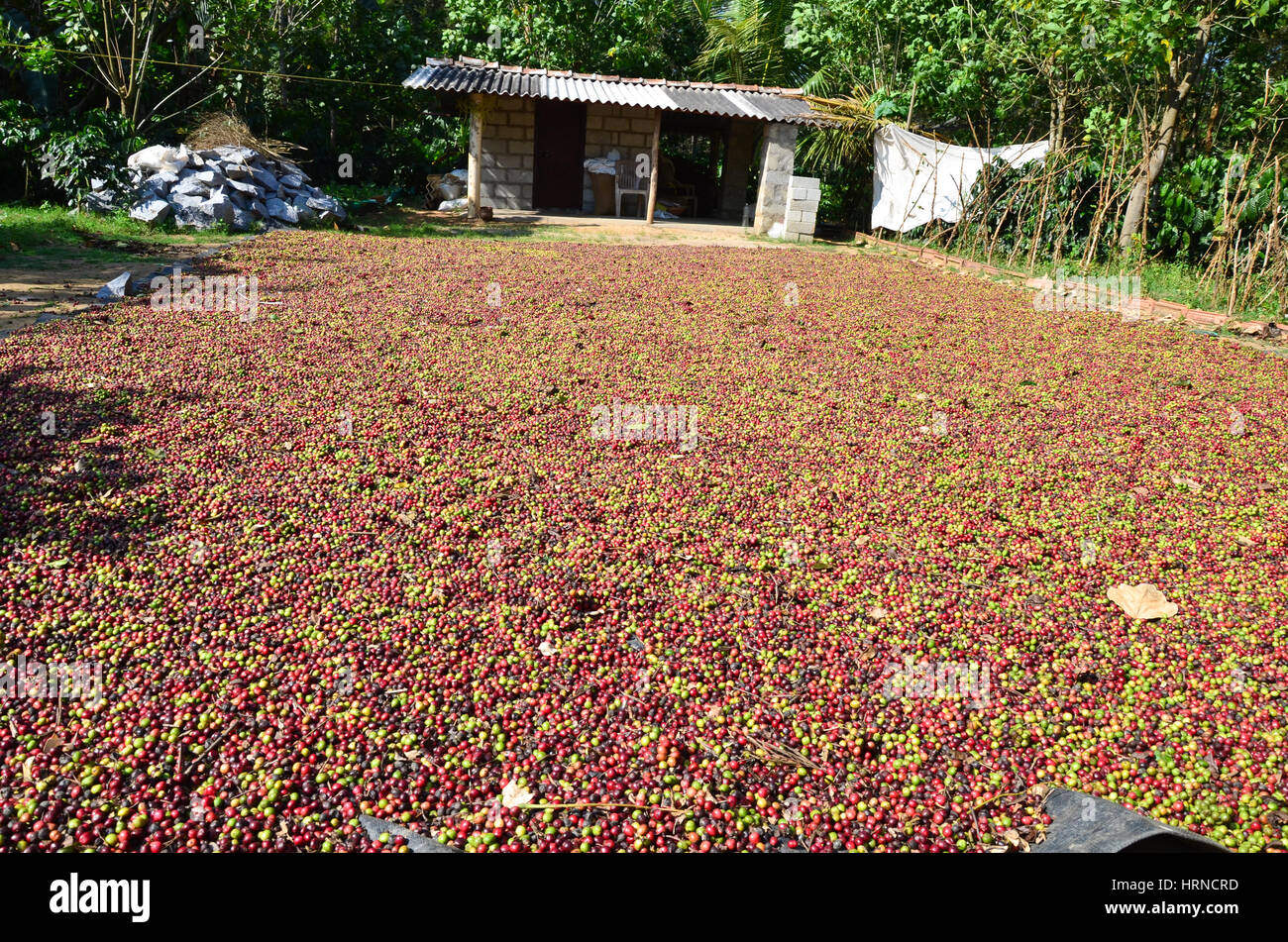 Drying of coffee beans in the yard Stock Photo - Alamy