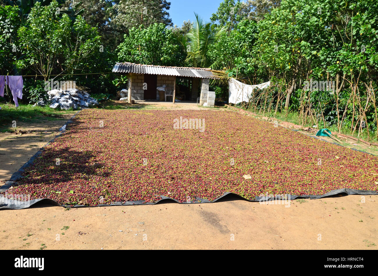 Drying of coffee beans in the yard Stock Photo - Alamy