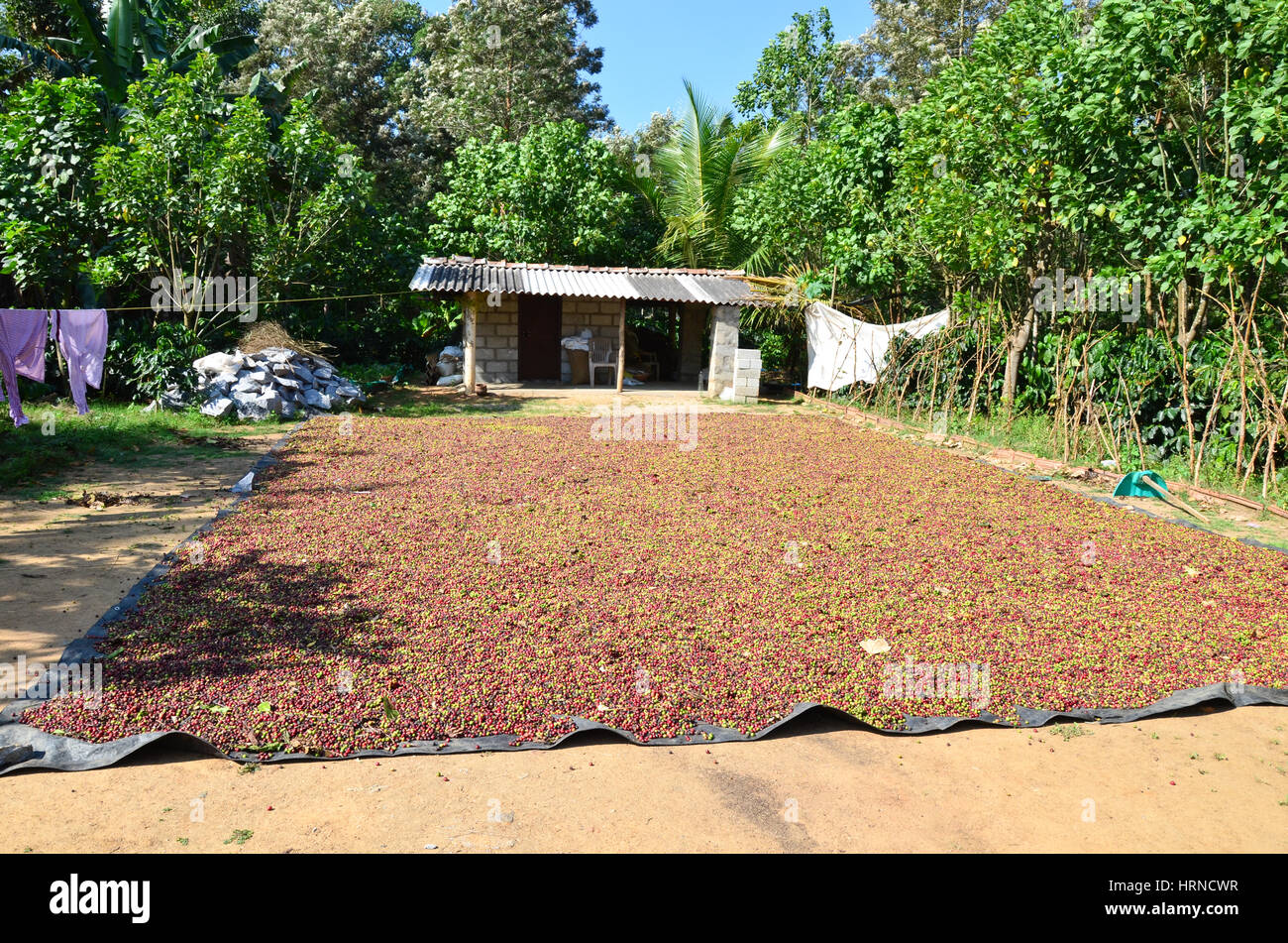 Drying of coffee beans in the yard Stock Photo - Alamy