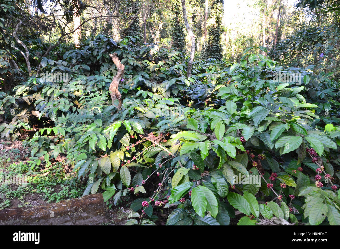 Coffee Plantation at Madikeri, Coorg, Karnataka, India. Coffee plants ...