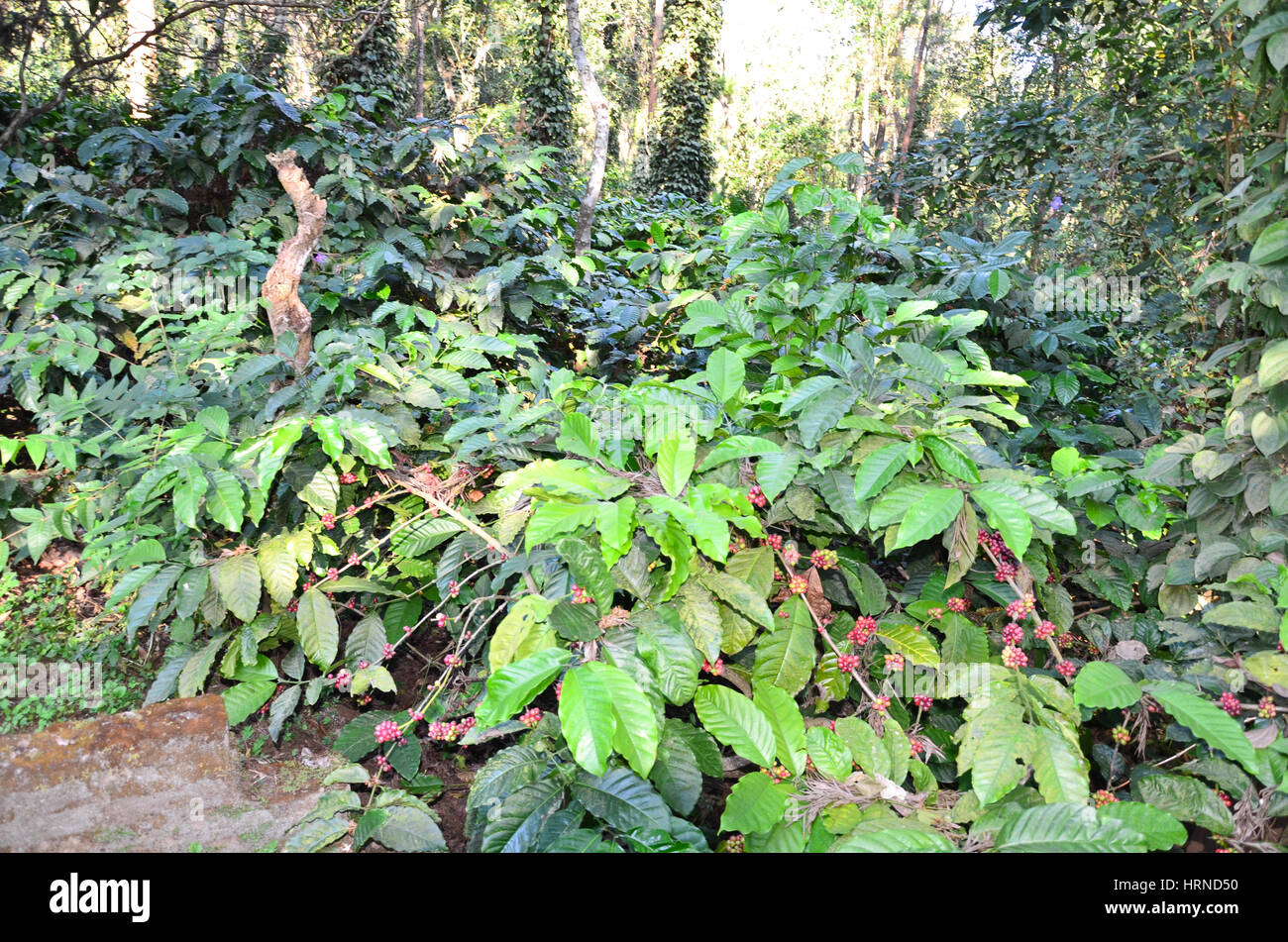Coffee Plantation at Madikeri, Coorg, Karnataka, India. Coffee plants ...