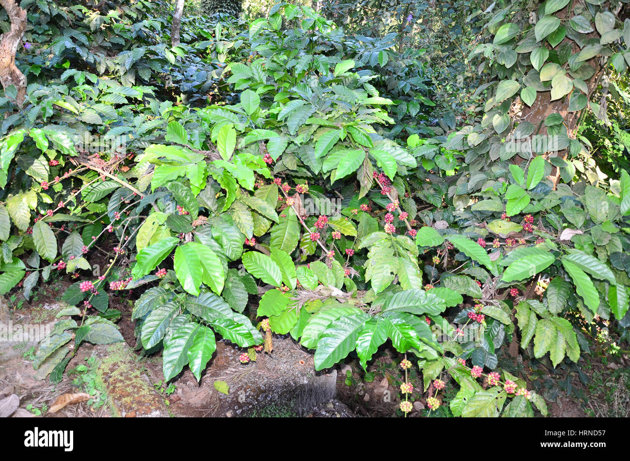 Coorg coffee plantation hi-res stock photography and images - Alamy