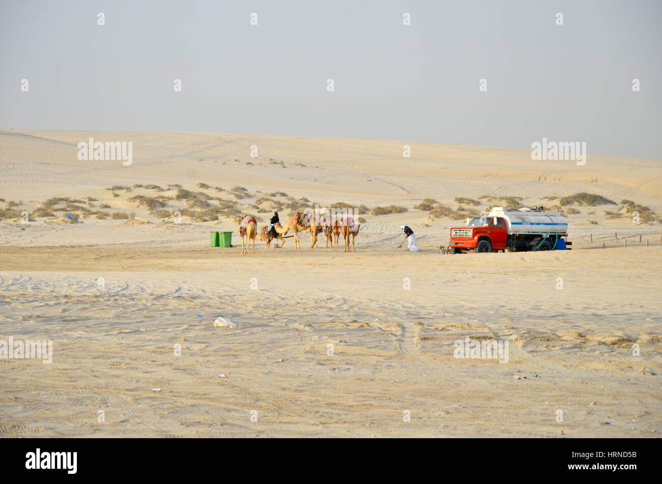 Desert base camp with camels and tent. Tracks of 4X4 vehicles used in ...