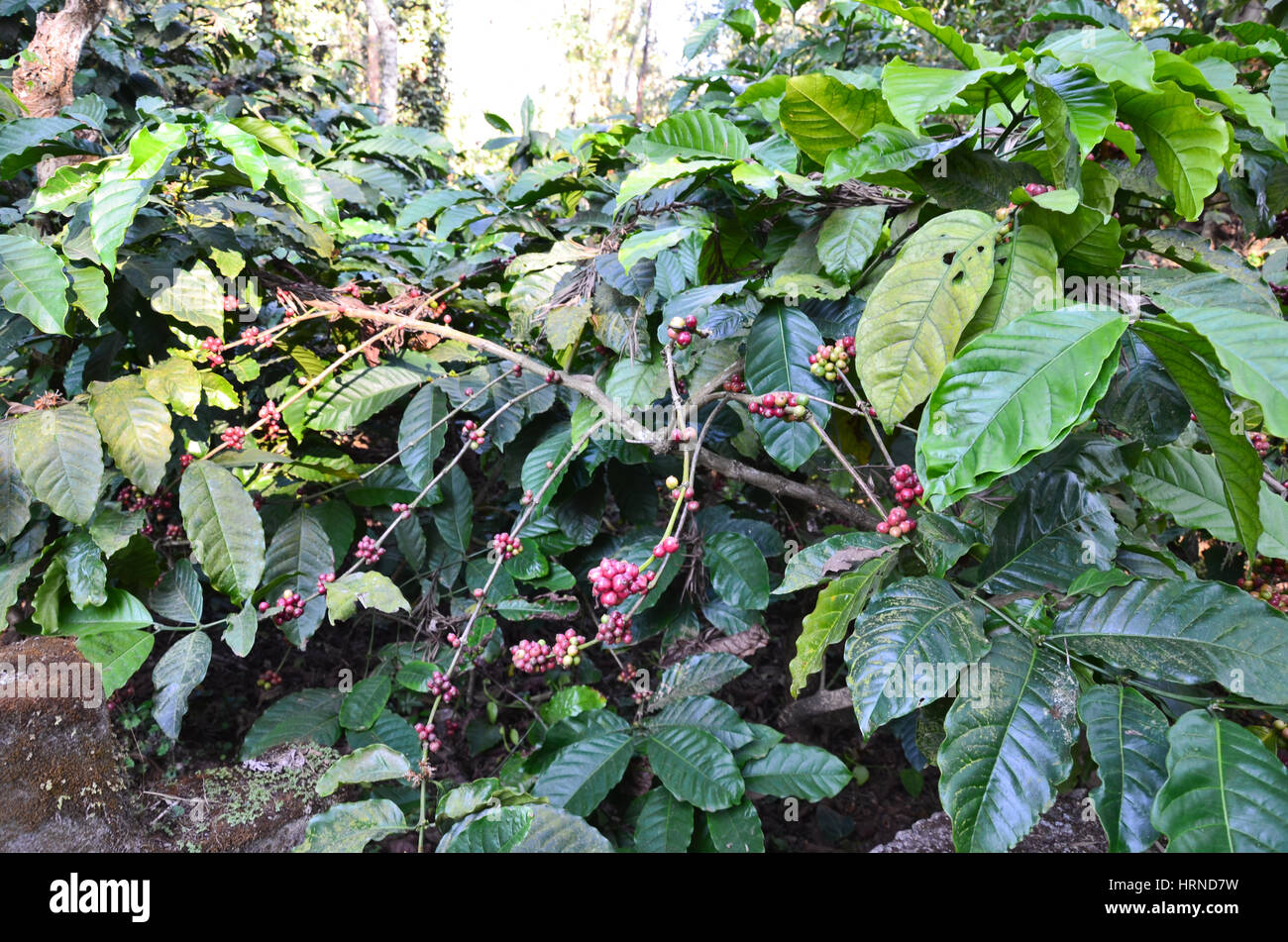 Coorg coffee india hi-res stock photography and images - Alamy
