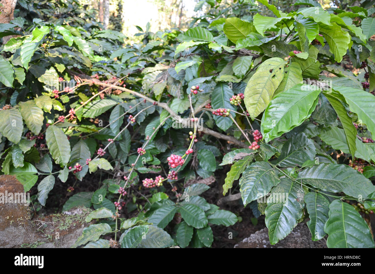 Coffee Plantation at Madikeri, Coorg, Karnataka, India. Coffee plants ...