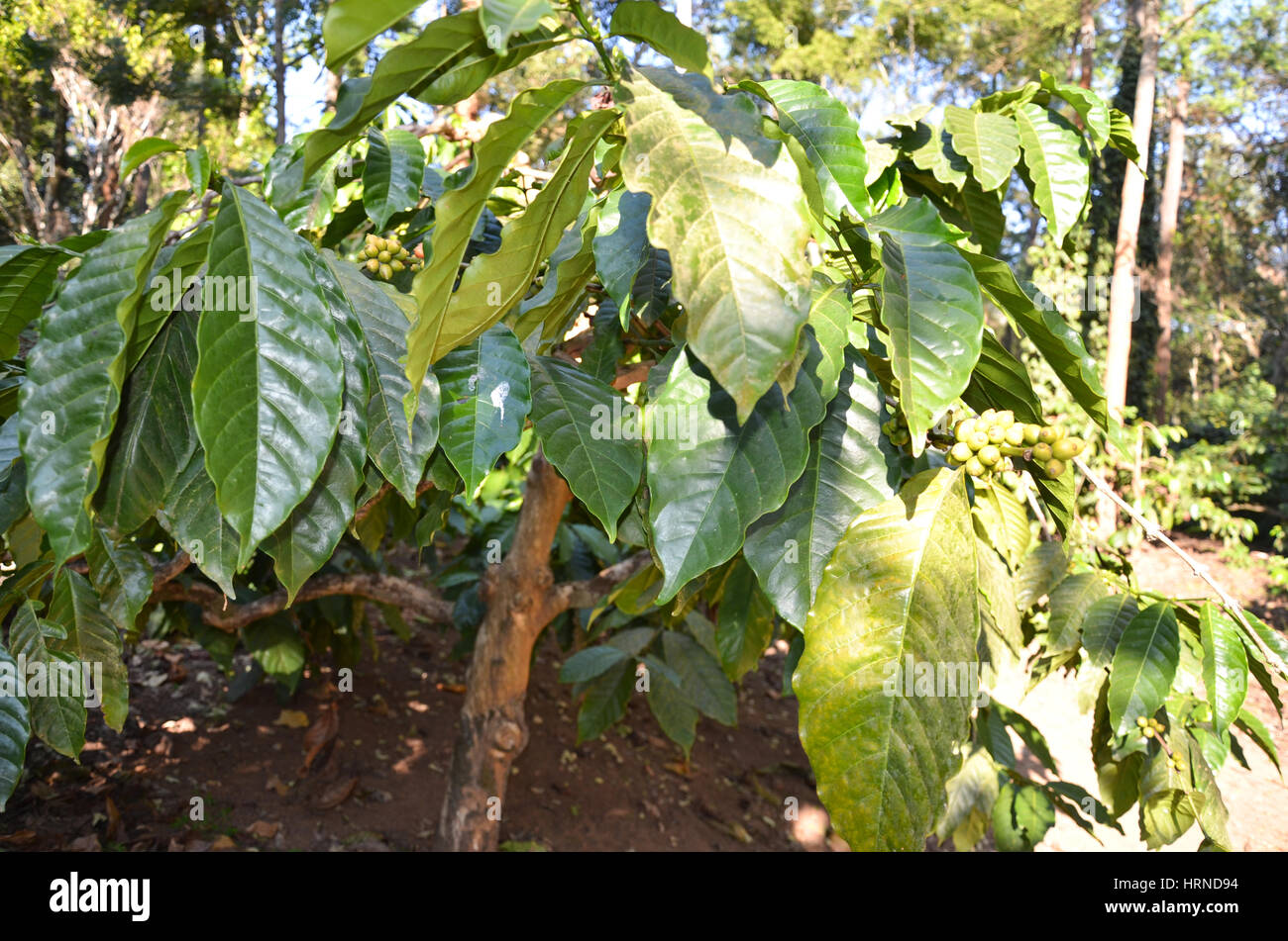 Coffee Plantation at Madikeri, Coorg, Karnataka, India. Coffee plants ...
