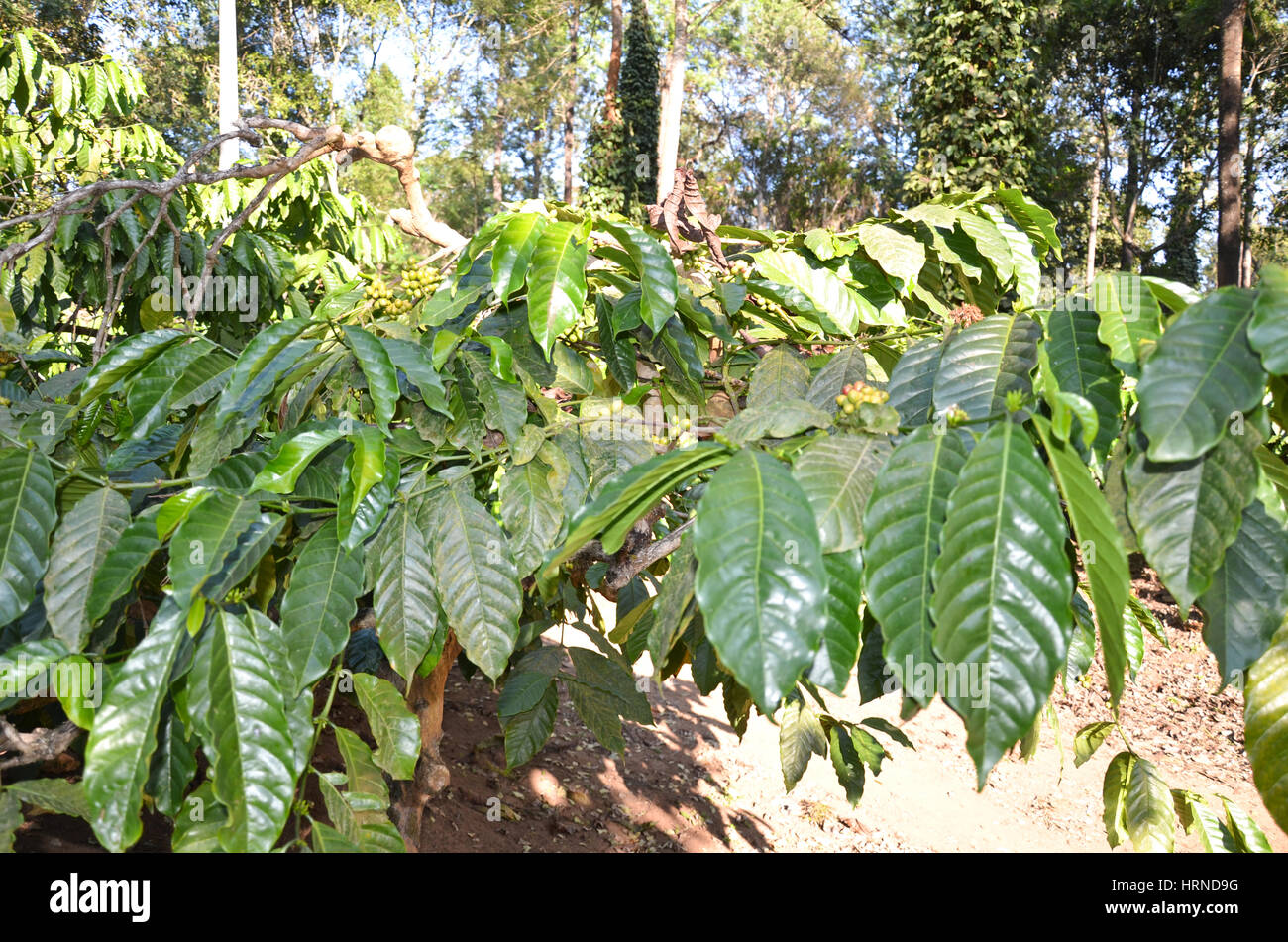 Coffee Plantation at Madikeri, Coorg, Karnataka, India. Coffee plants ...