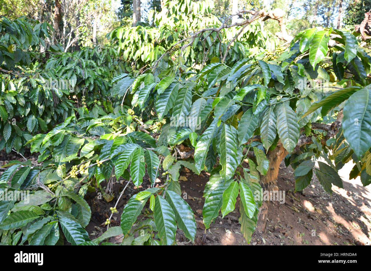 Coffee Plantation at Madikeri, Coorg, Karnataka, India. Coffee plants ...