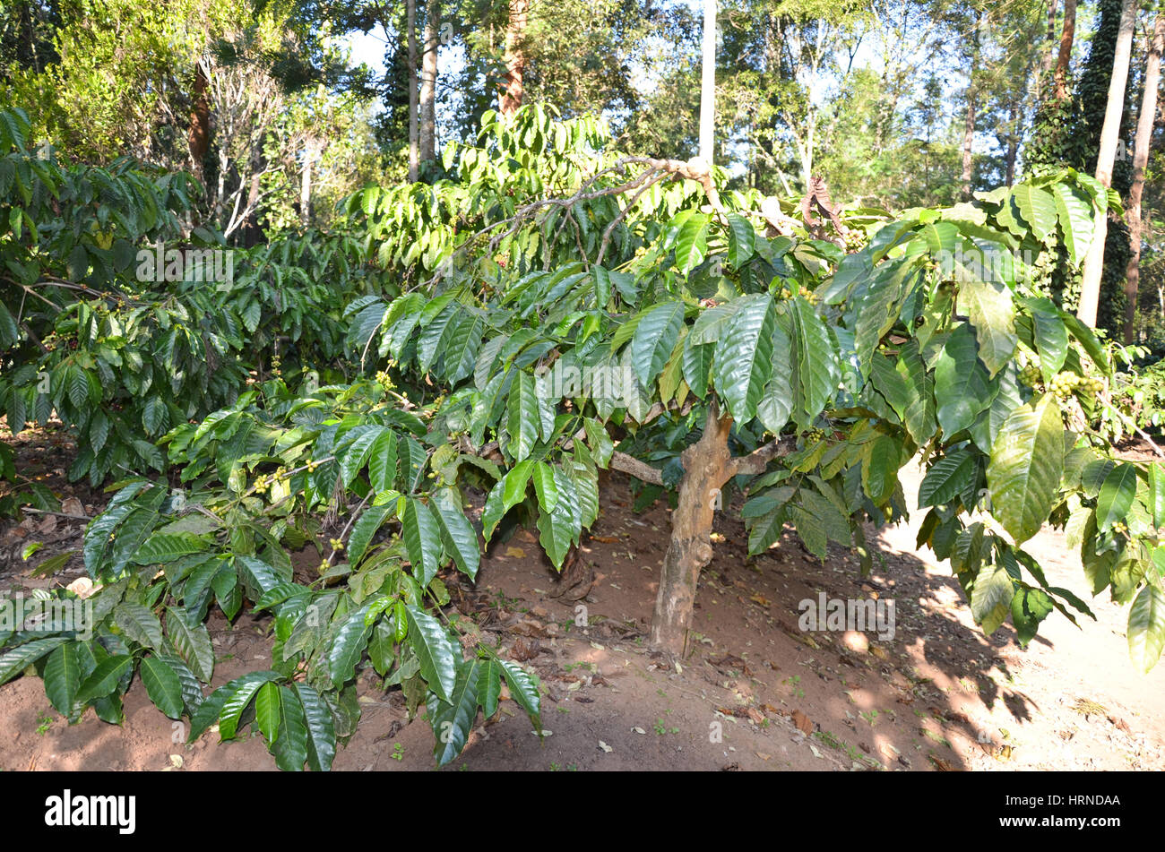 Coffee Plantation at Madikeri, Coorg, Karnataka, India. Coffee plants ...