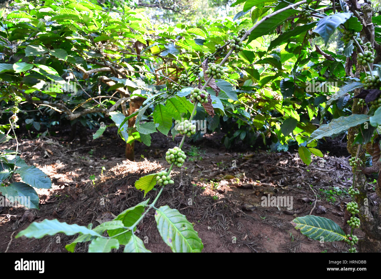 Coffee Plantation at Madikeri, Coorg, Karnataka, India. Coffee plants ...