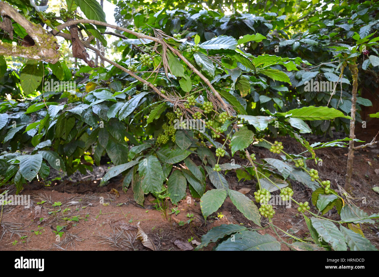 Coffee Plantation at Madikeri, Coorg, Karnataka, India. Coffee plants ...