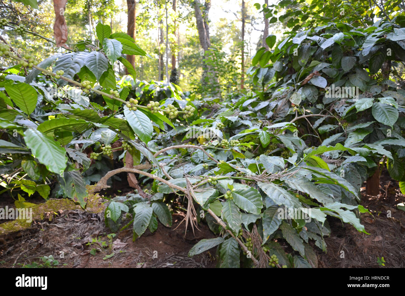 Coorg coffee plantation hi-res stock photography and images - Alamy