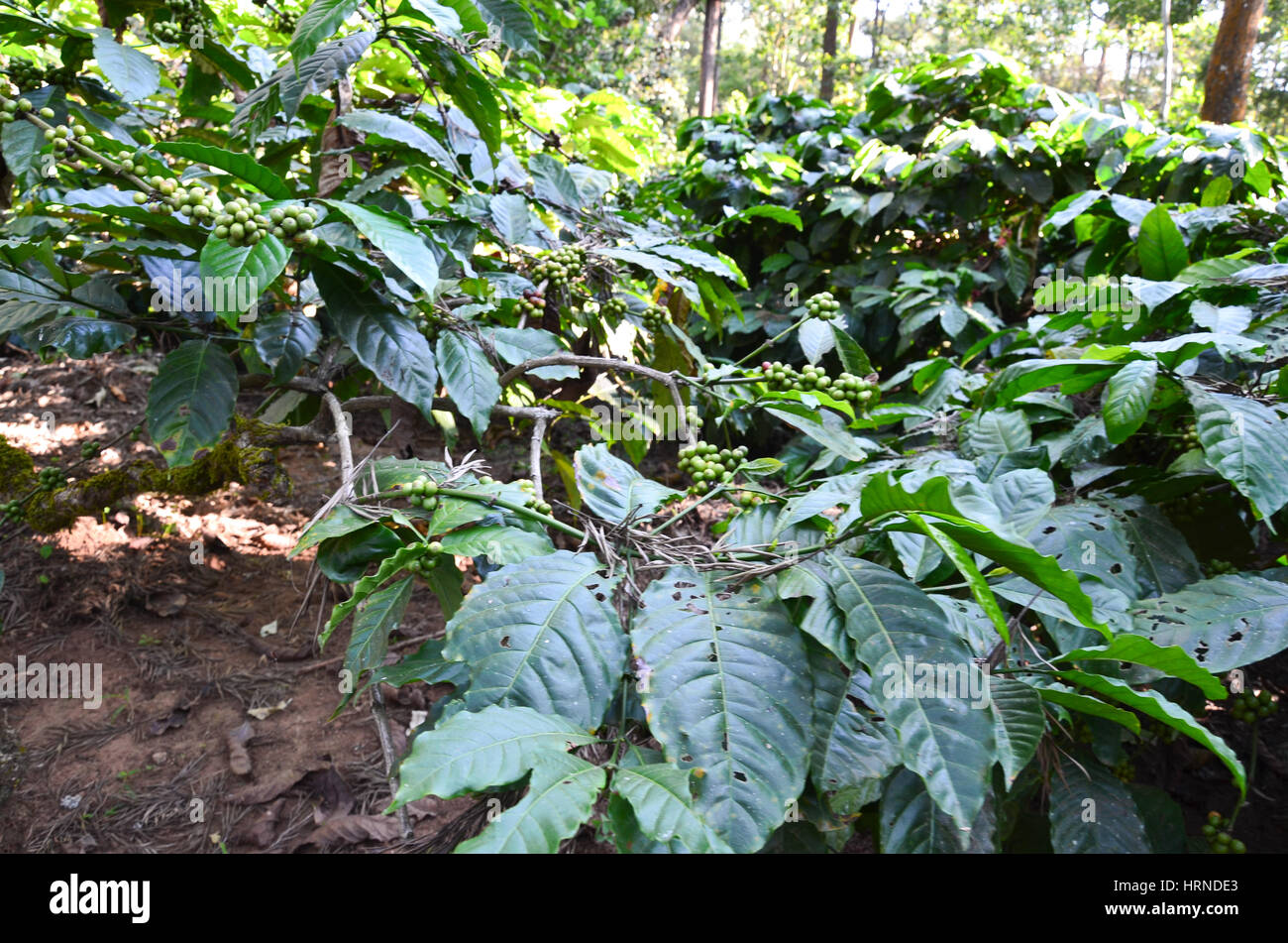 Coffee Plantation at Madikeri, Coorg, Karnataka, India. Coffee plants ...